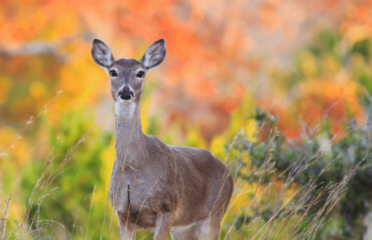 Staying Safe on New England Roads: Deer Season Driving Tips - Safety ...